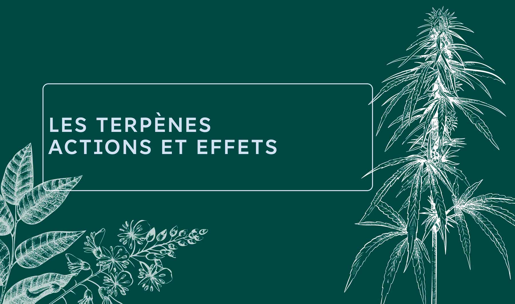 Les terpènes : actions et effets - Stilla laboratoire Les terpènes : actions et effets - Stilla laboratoire